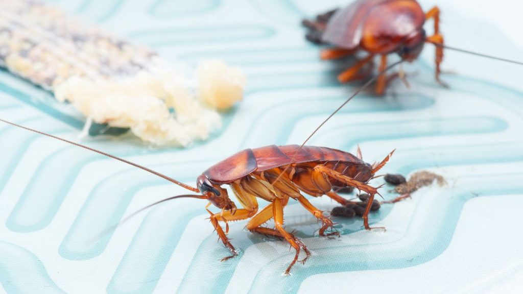 10 Cara Halau Lipas Paling Berkesan Guna Bahan Dapur Je